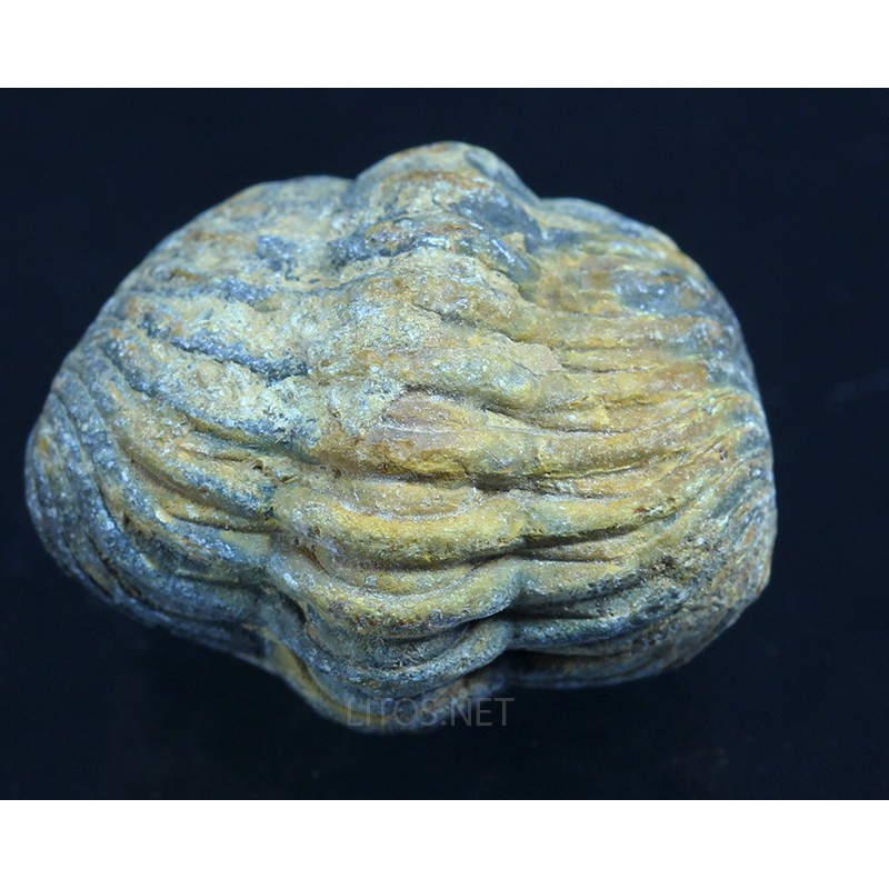 Morocops struvei F3109 - Litos