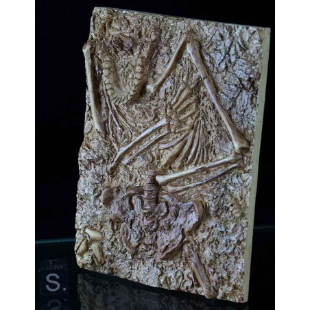 Neanderthal (enterramiento) - Litos