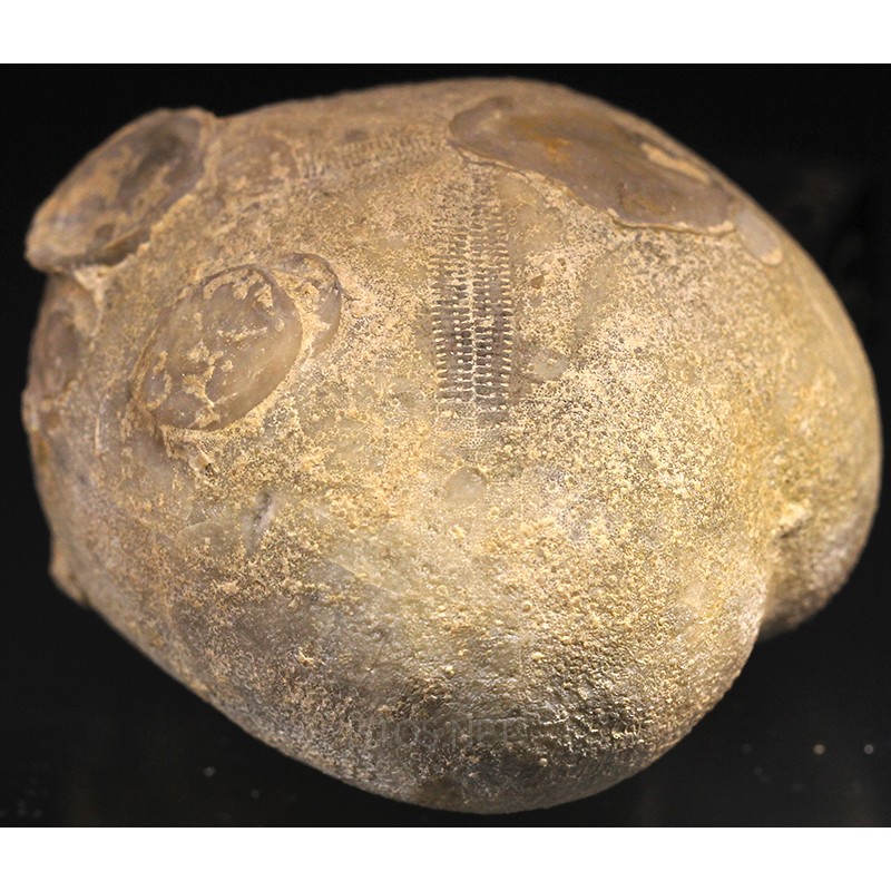 Fósil Micaster F3268 - Litos