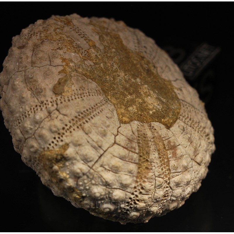 Phymosoma girumnense