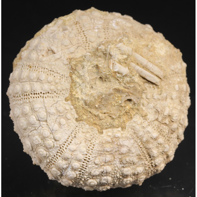 Phymosoma girumnense