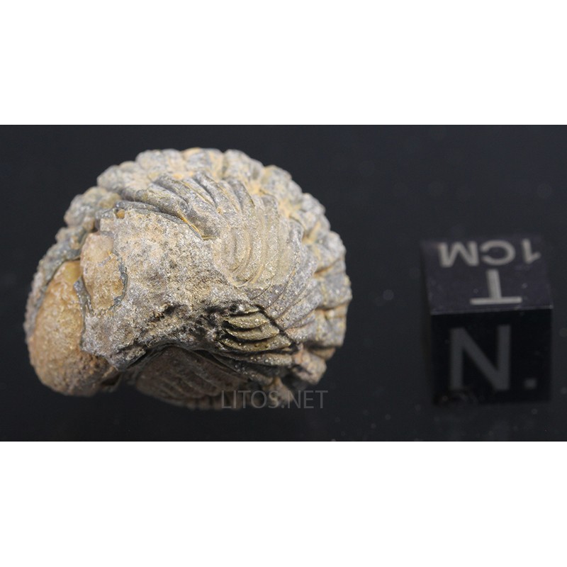 Fósil trilobite morocops F3459 - Litos