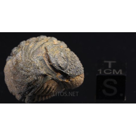 Fósil trilobite morocops F3459 - Litos