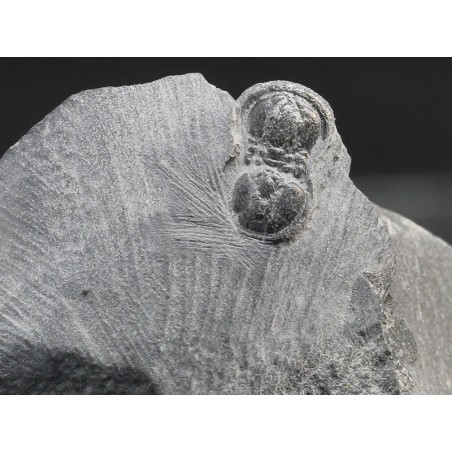 Fósil trilobite peronopsis interstricta F3652 - Litos