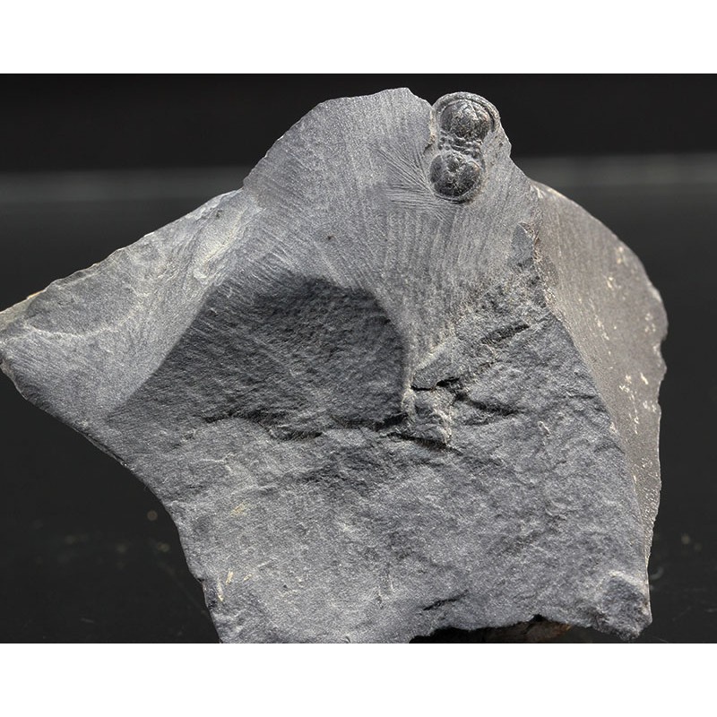 Fósil trilobite peronopsis interstricta F3652 - Litos