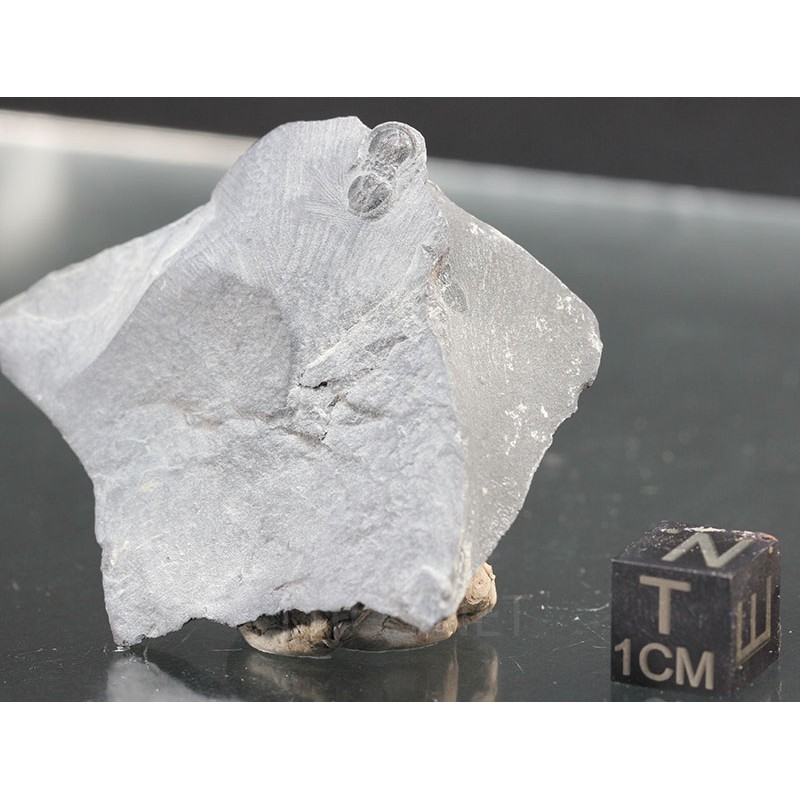 Fósil trilobite peronopsis interstricta F3652 - Litos