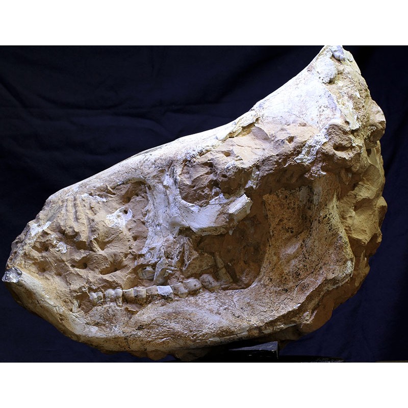 Mineral chilotherium E27 - Litos