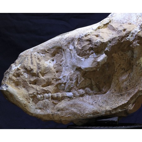 Mineral chilotherium E27 - Litos