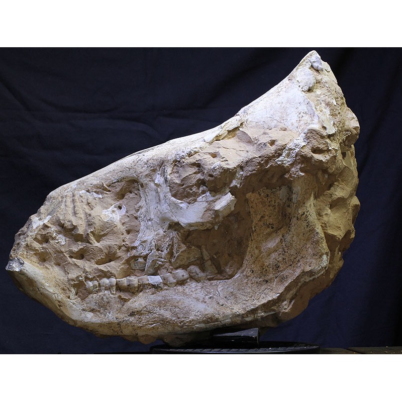 Mineral chilotherium E27 - Litos