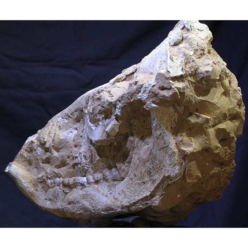 Mineral chilotherium E27 - Litos