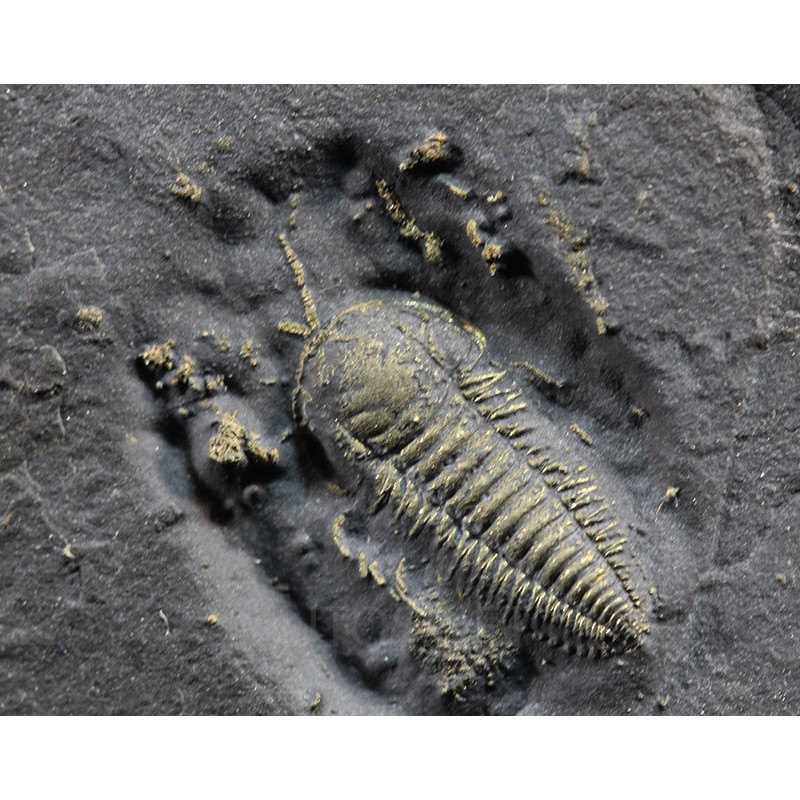 Fósil trilobite triarthrus F3847 - Litos