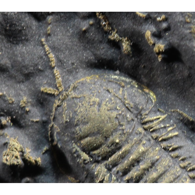 Fósil trilobite triarthrus F3847 - Litos