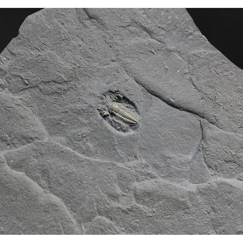 Fósil trilobite triarthrus F3847 - Litos