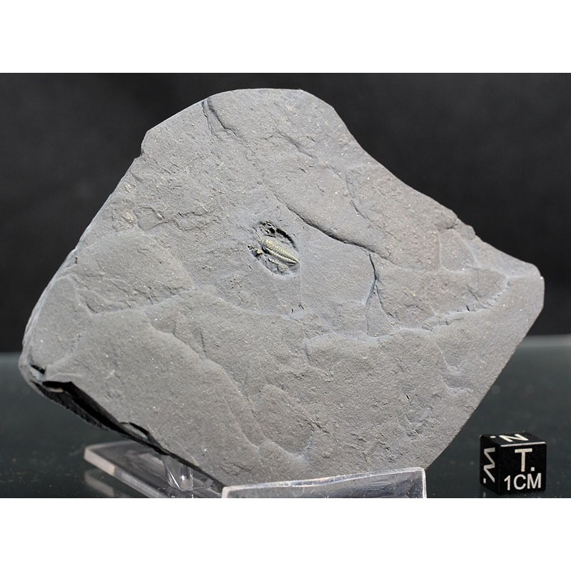 Fósil trilobite triarthrus F3847 - Litos