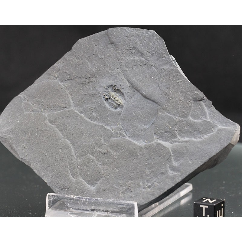 Fósil trilobite triarthrus F3847 - Litos