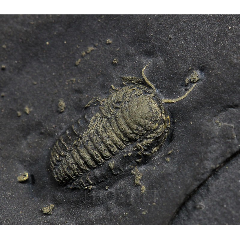 Fósil trilobite triarthrus F3911 - Litos