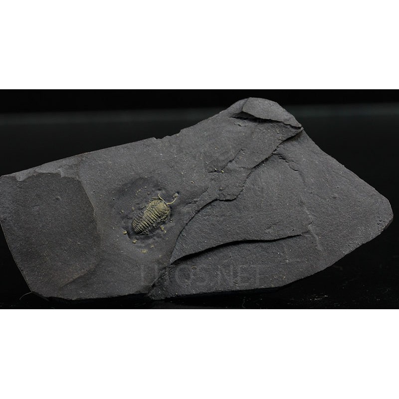 Fósil trilobite triarthrus F3911 - Litos