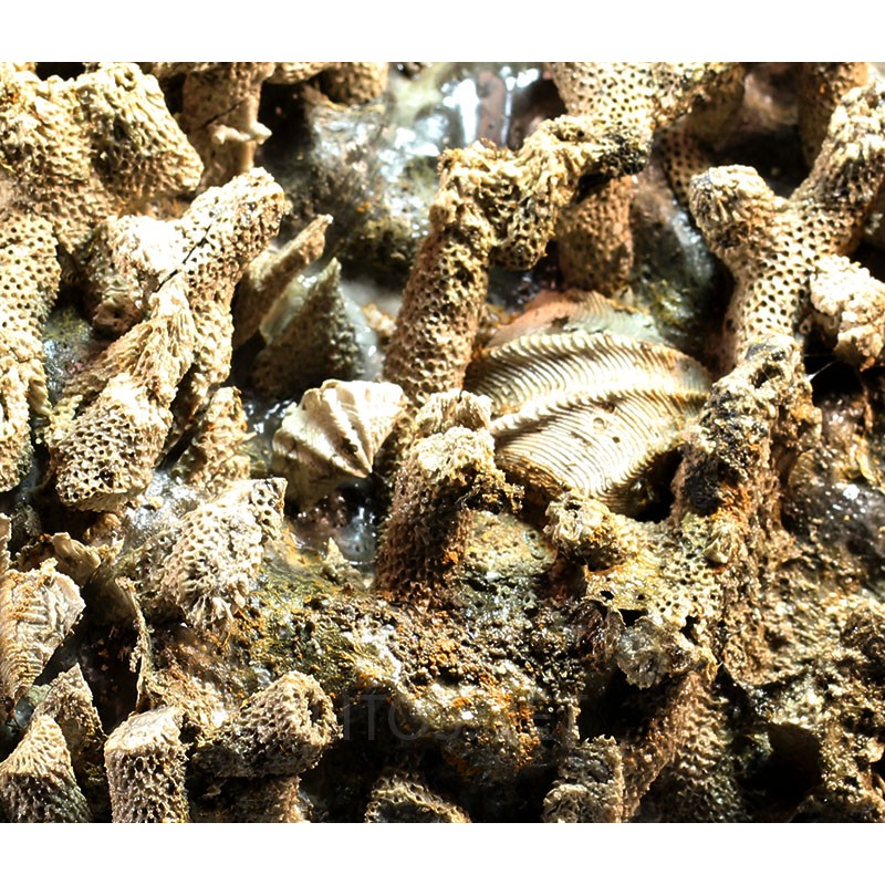 Thamnopora y Anathyris F4007 - Litos